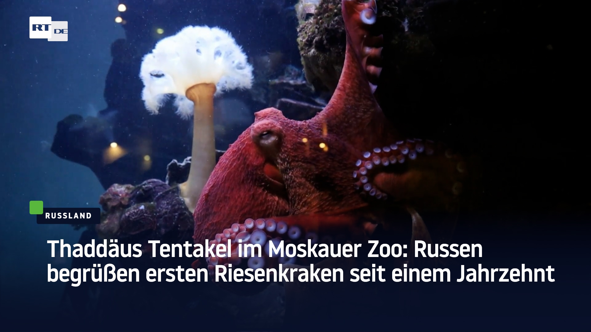 Thaddäus Tentakel im Moskauer Zoo: Russen begrüßen ersten Riesenkraken ...